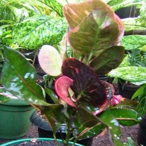 Tanaman Puring (Codiaeum variegatum) - Ganesha Flora Bali