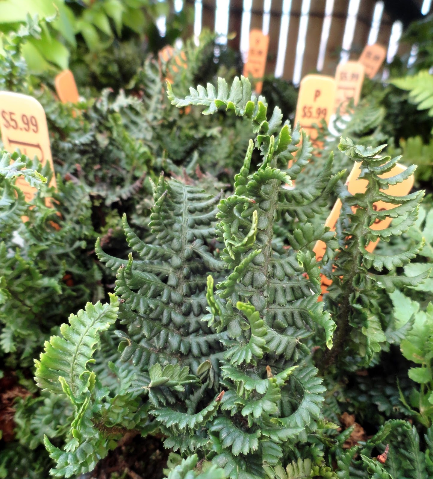 danger garden: It's not a fern table, it's a fern corner...