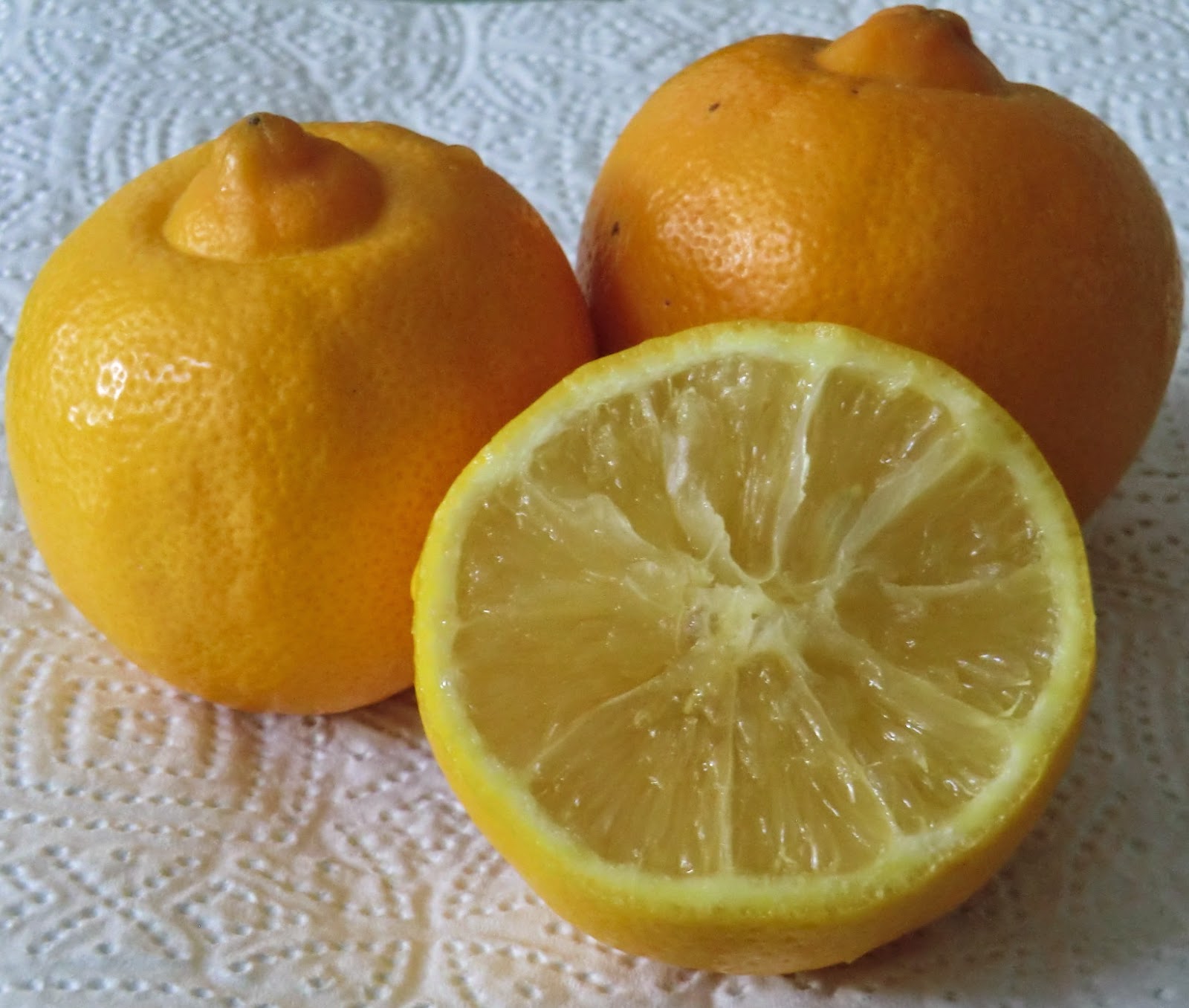 Citrons Beldi confits à l'huile d'olive et au sel - Ma petite cuisine ...