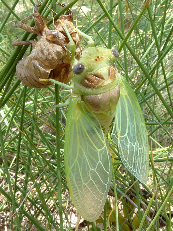 PASOS: El renacimiento de una cigarra. Chiriveta (Huesca), 4 de julio
