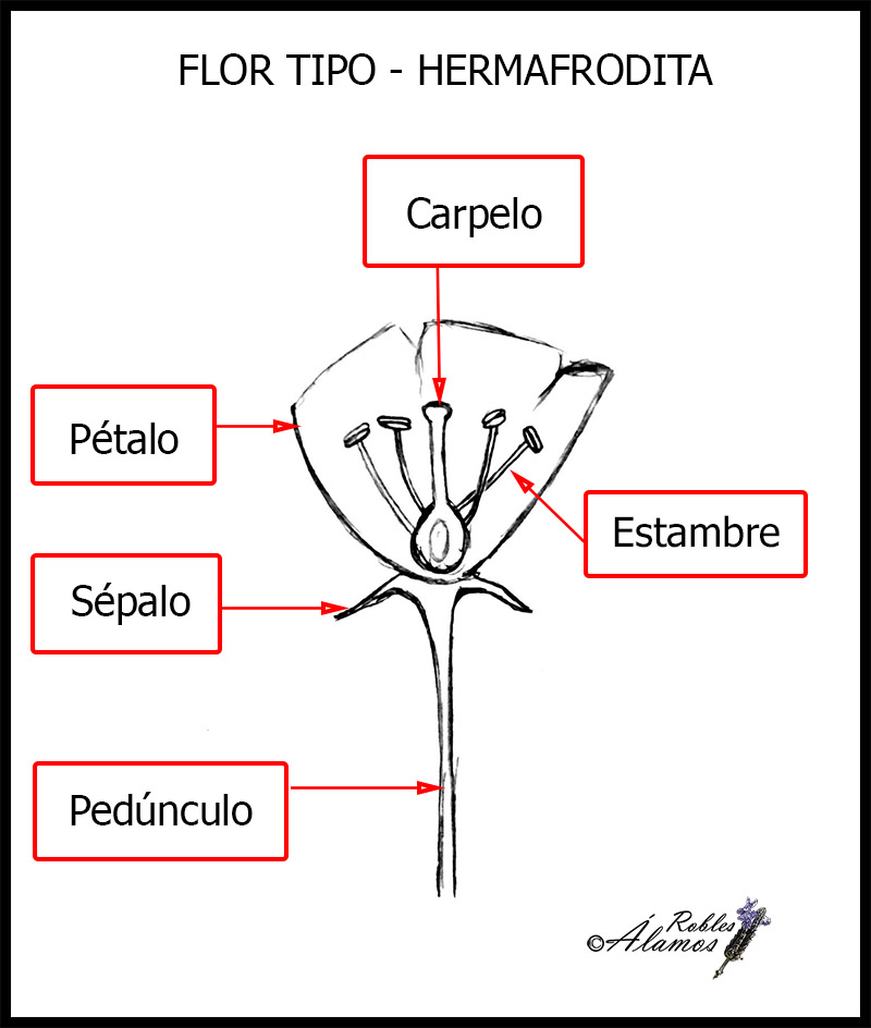 Robles Álamos: Morfología en flores