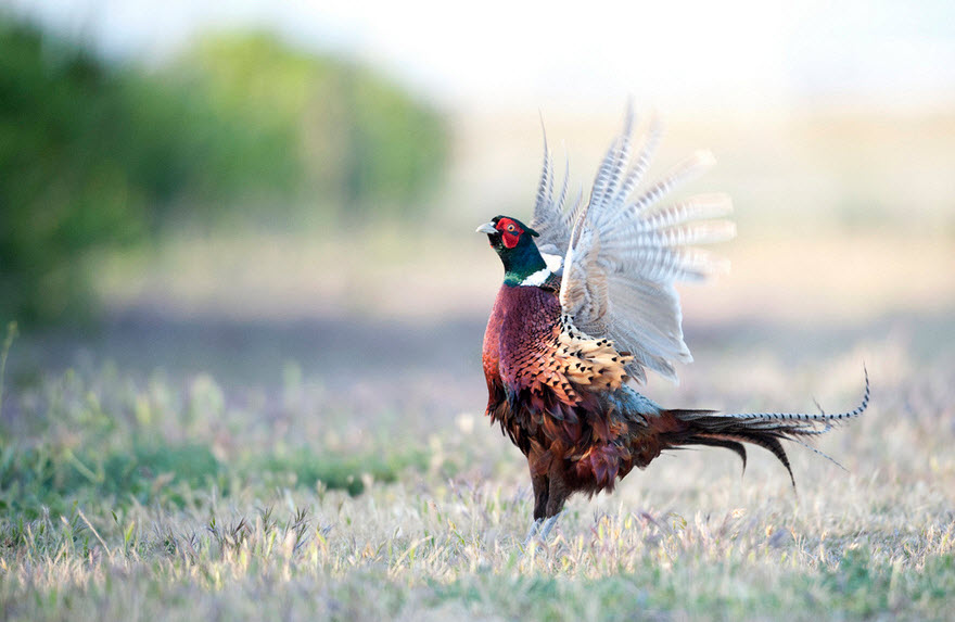 Pheasant | The Biggest Animals Kingdom
