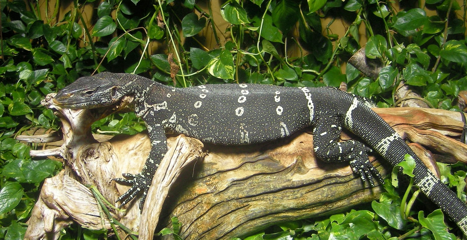 Jenis - jenis atau Macam - macam Varanidae / Varanus / Varanatic ...