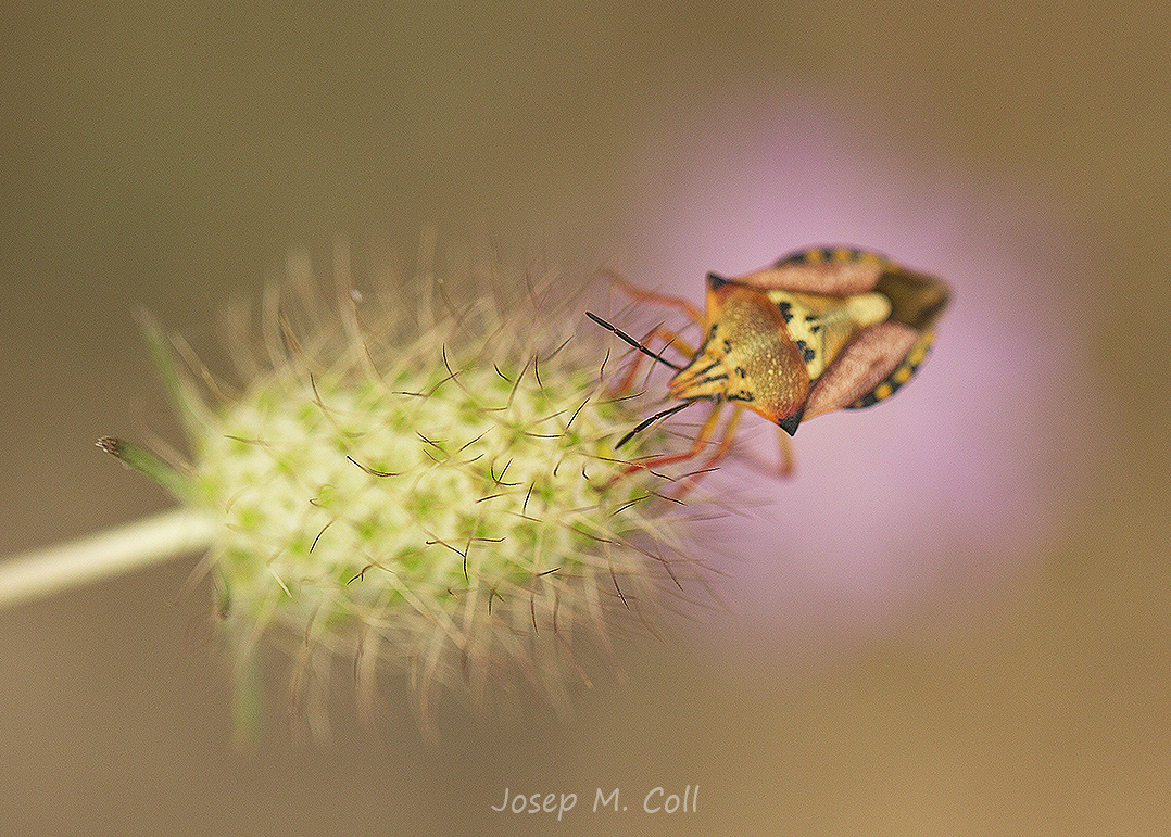 Moments Màgics: Insectes al Parc