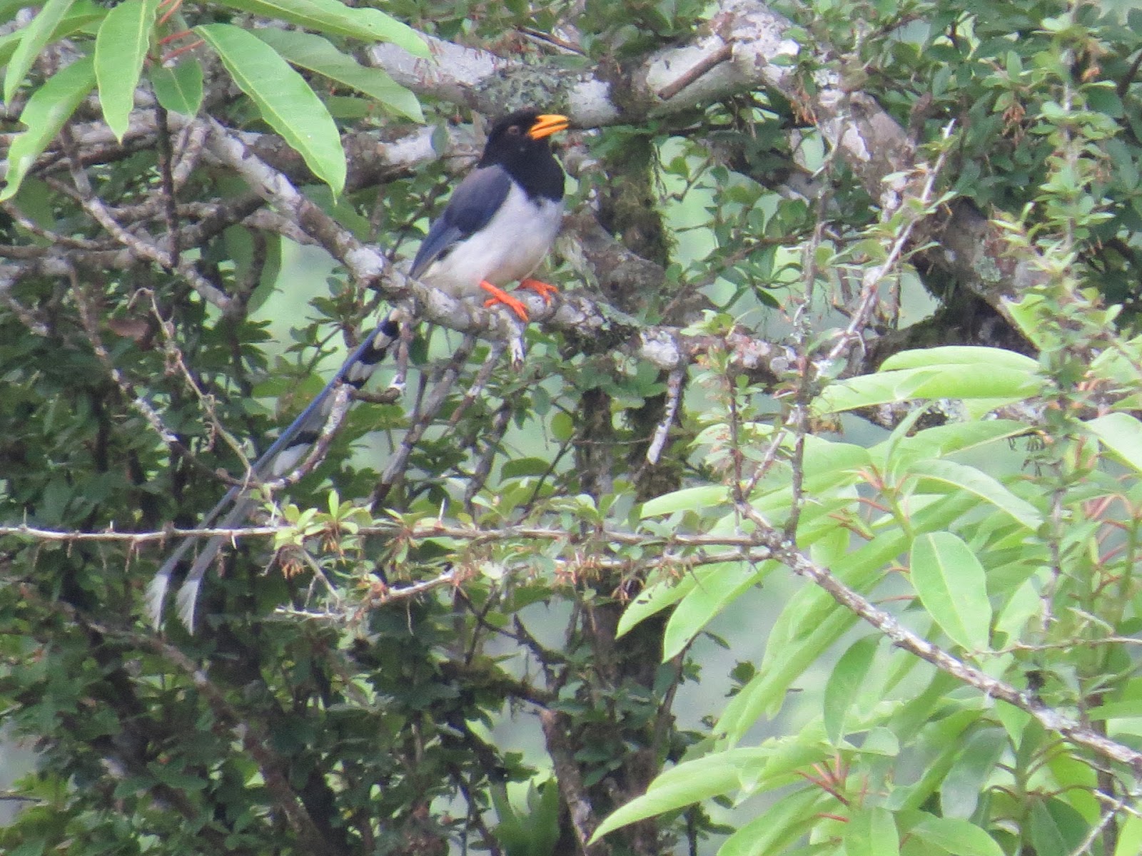 Birds Of Nepal: Red-billed Blue Magpie (Urocissa flavirostris) from ...
