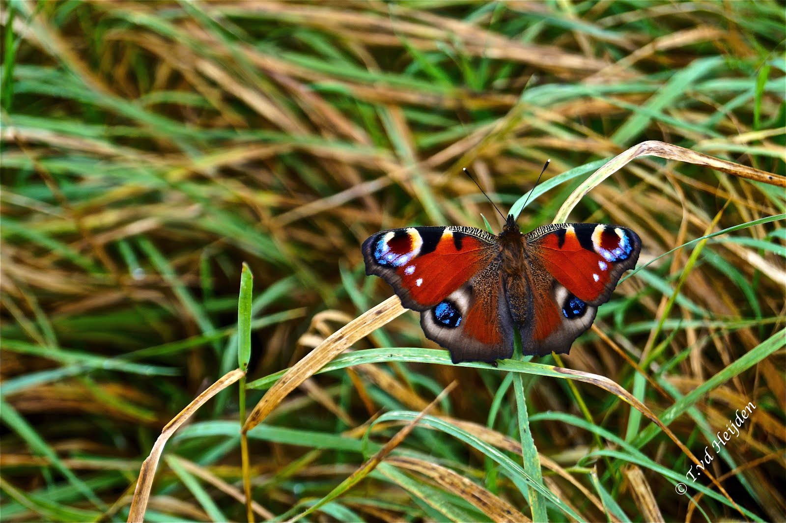 Theo’s Natuur Momenten: DE INSECTEN VAN HET KEMPEN~BROEK
