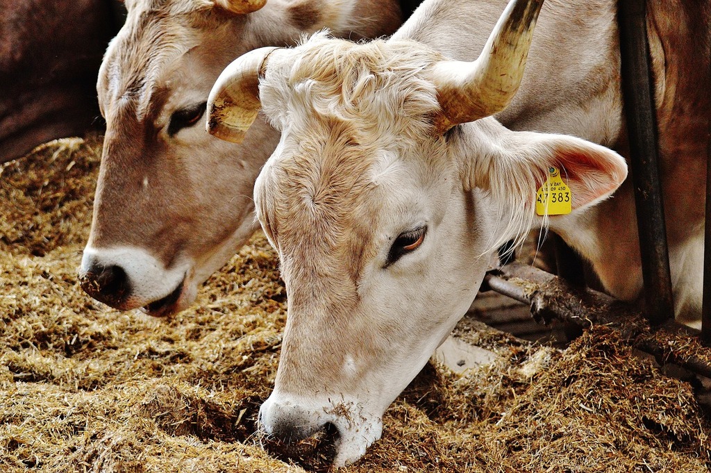 Abnormal Behaviour in Farm Animals