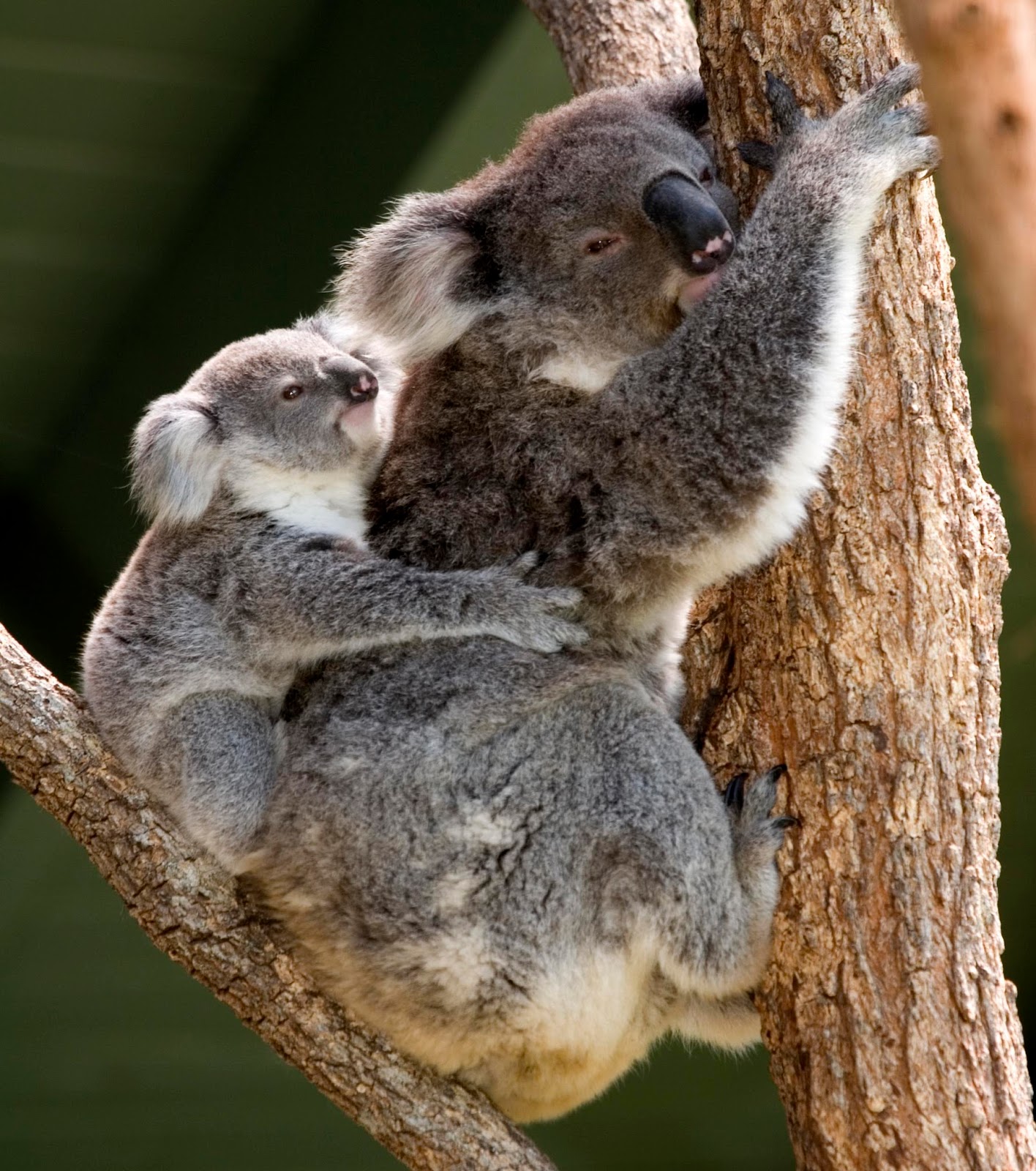 koalas