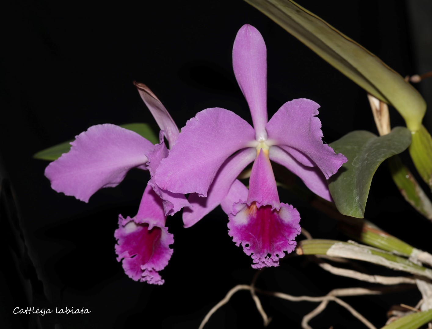 cattleyamasdevallia: Cattleya labiata