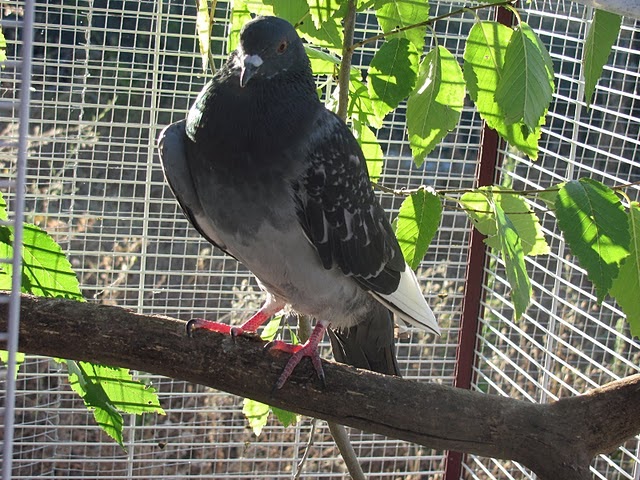 Mis amigas las palomas: Accesorios básicos