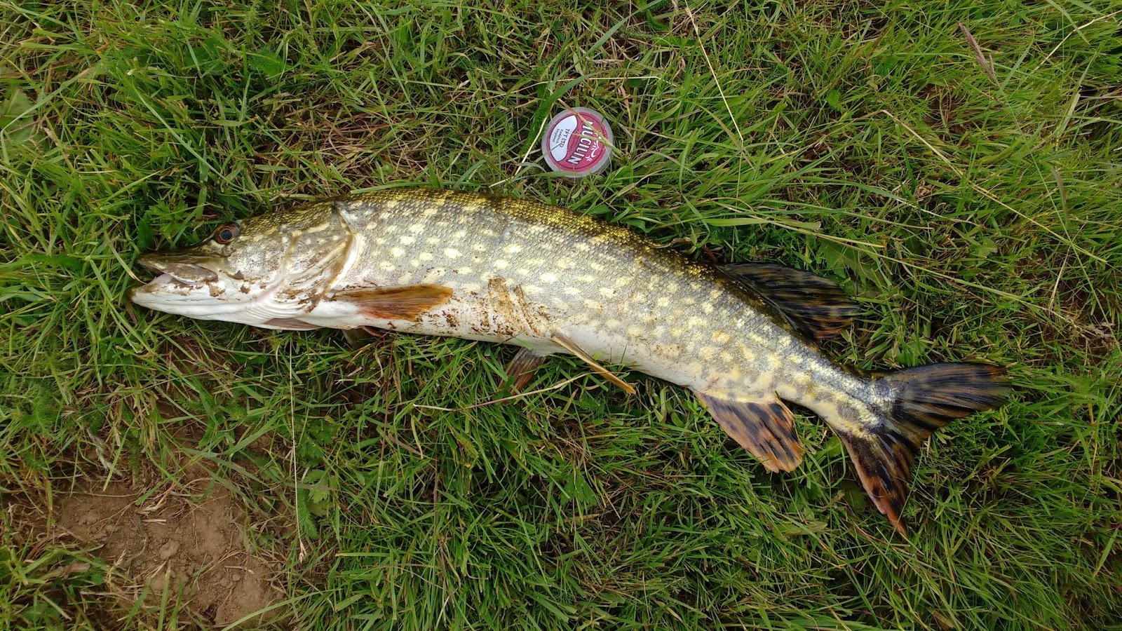 Jorvik Angler: June 2018