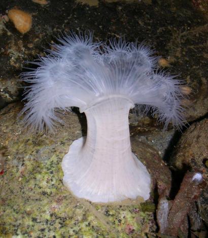 COELENTERATA / CNIDARIA - Indah Pratiwi