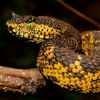 Life is short, but snakes are long: Spider-tailed Adders