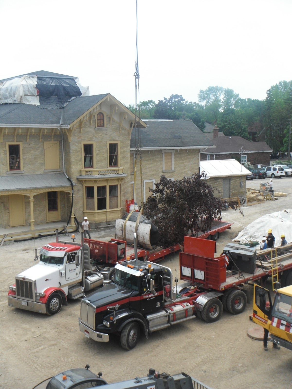 Tree Moving | Large Trees – Tight Spaces