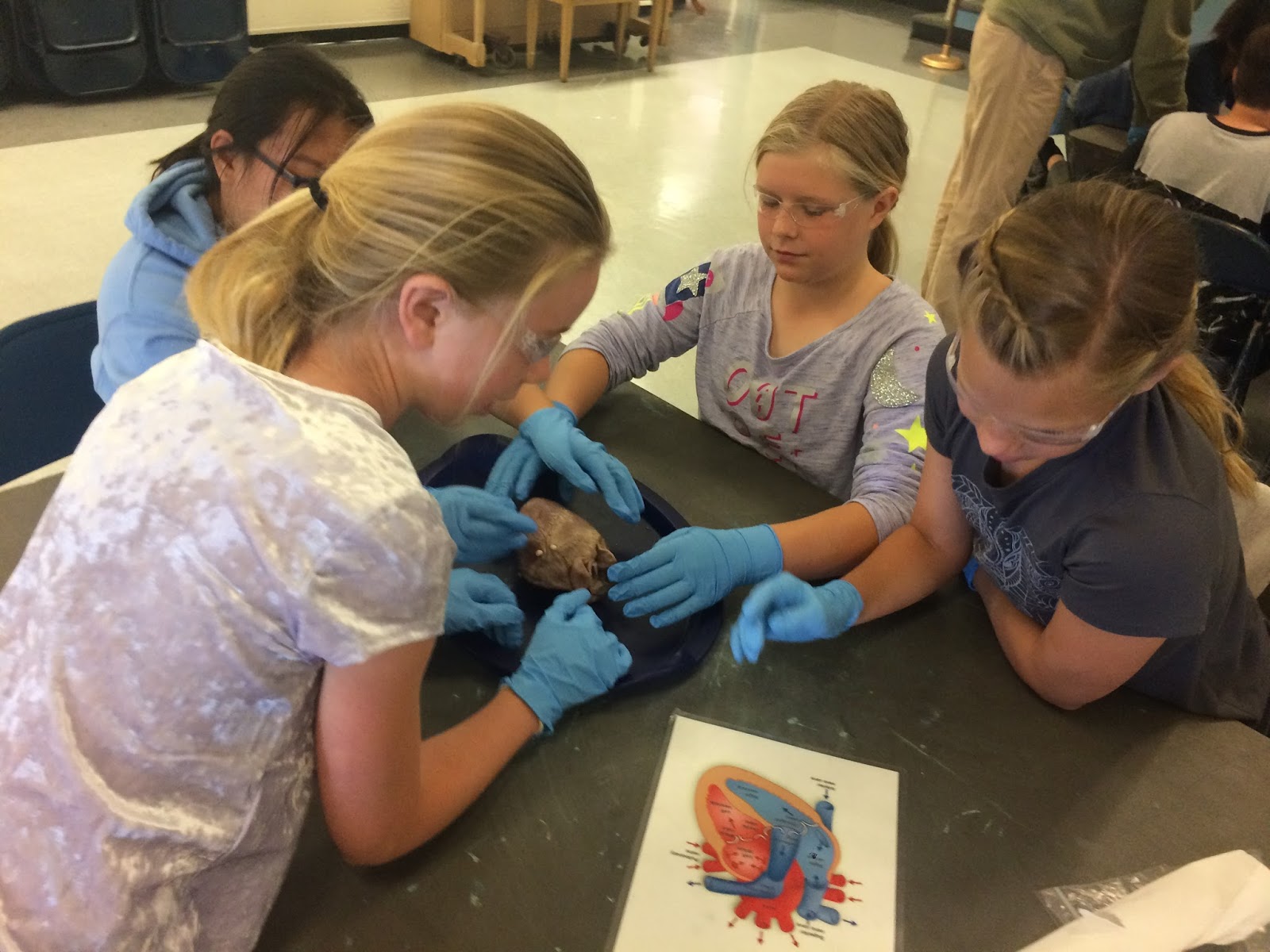 Dr. Webb's 5th Grade GATE Class Portfolio: Heart Dissection