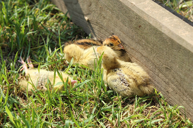 Curled Toe Paralysis in Poultry - Identifying Riboflavin Deficiency in ...
