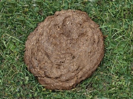 Historical Cookham: The lowly historical Cowpat or Cow Chip.