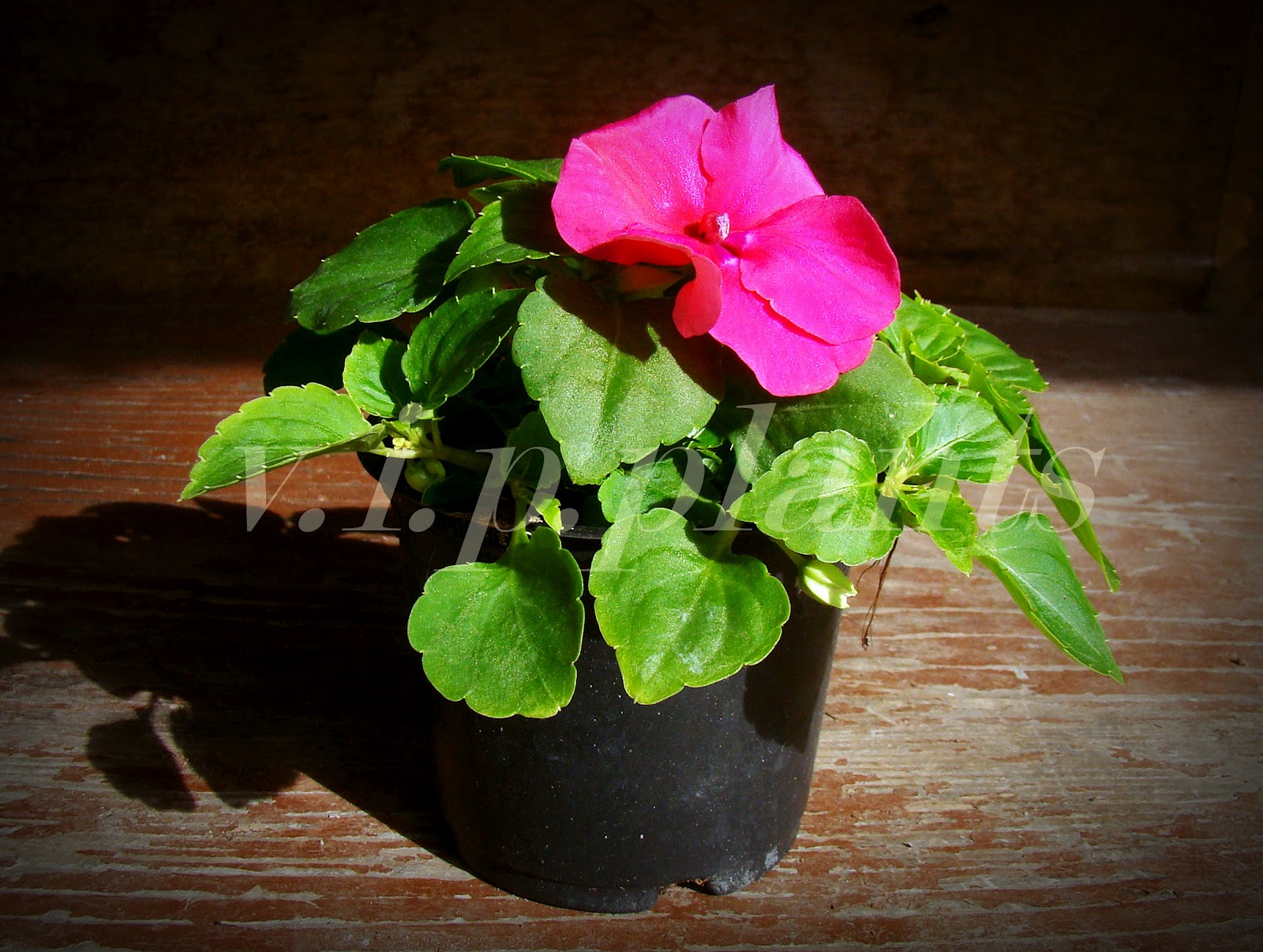 Termelői virágpalánták és fűszernövények: Képek