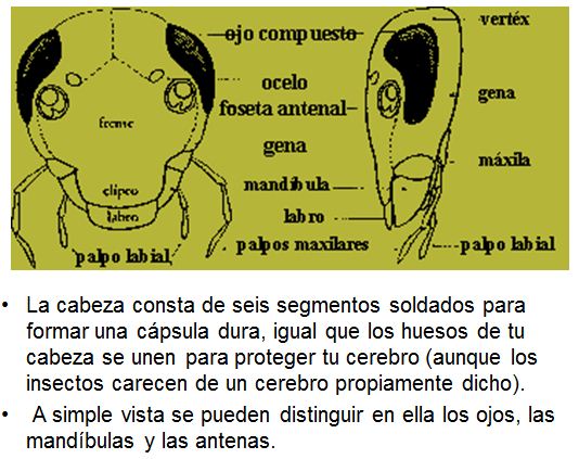 *¡FIJATE BIEN!* "-": *¡BIOLOGÍA!*