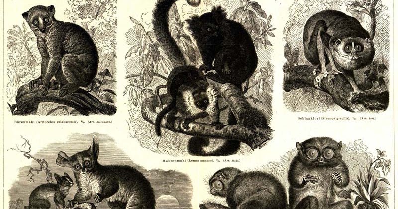 Discovering Darwin: Season 1 Episode 12: Geographical Distribution ...