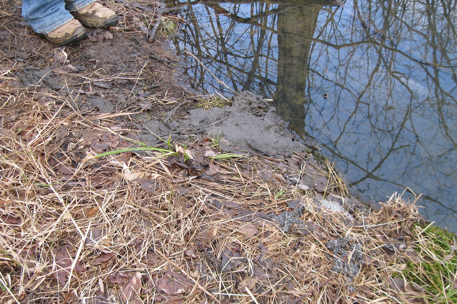 Backyard Beasts: Otter latrines and zebra dung middens