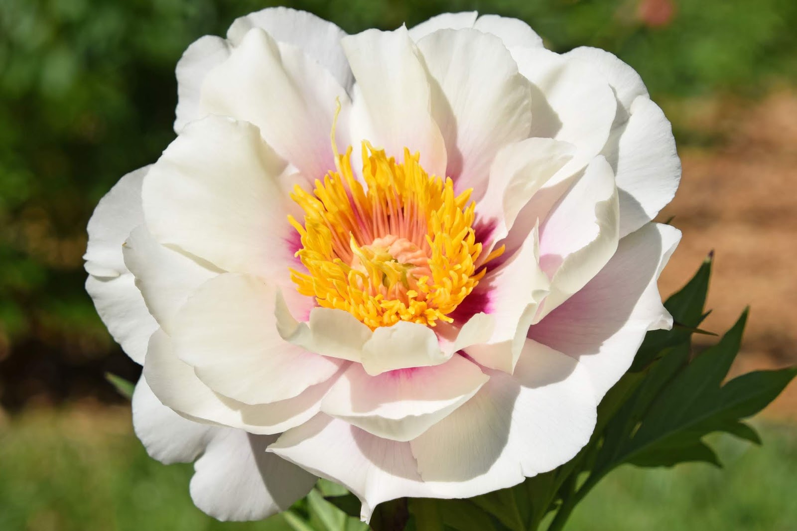 Southern Peony: 2019 Intersectional Peony Blooms Late Mid Week 5