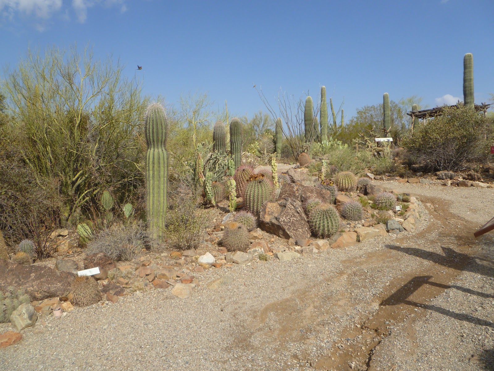 ArtByCarolAnn: Arizona-Sonora Desert Museum