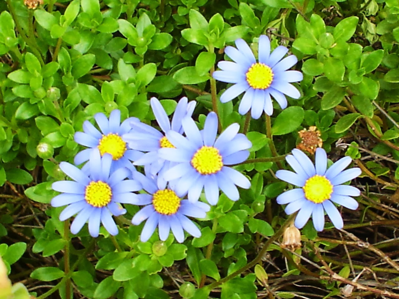 FLORA & FAUNA OF NORTH-EAST INDIA: HOME