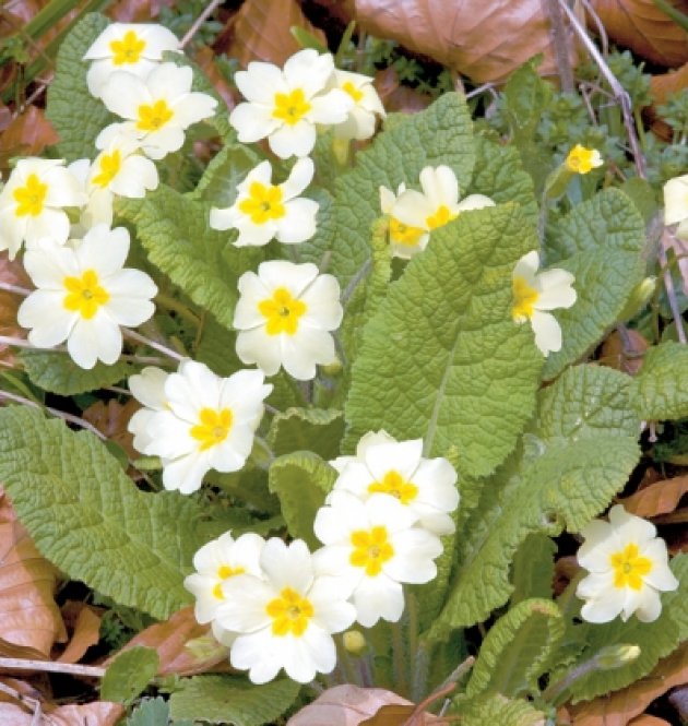Lekovita Srbija: JAGLIKA (Primula officinalis)