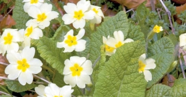 Lekovita Srbija: JAGLIKA (Primula officinalis)