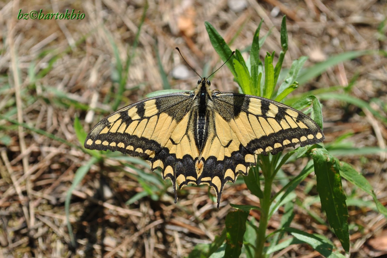 Bartók - bio: Lepkék Cseresznyésen