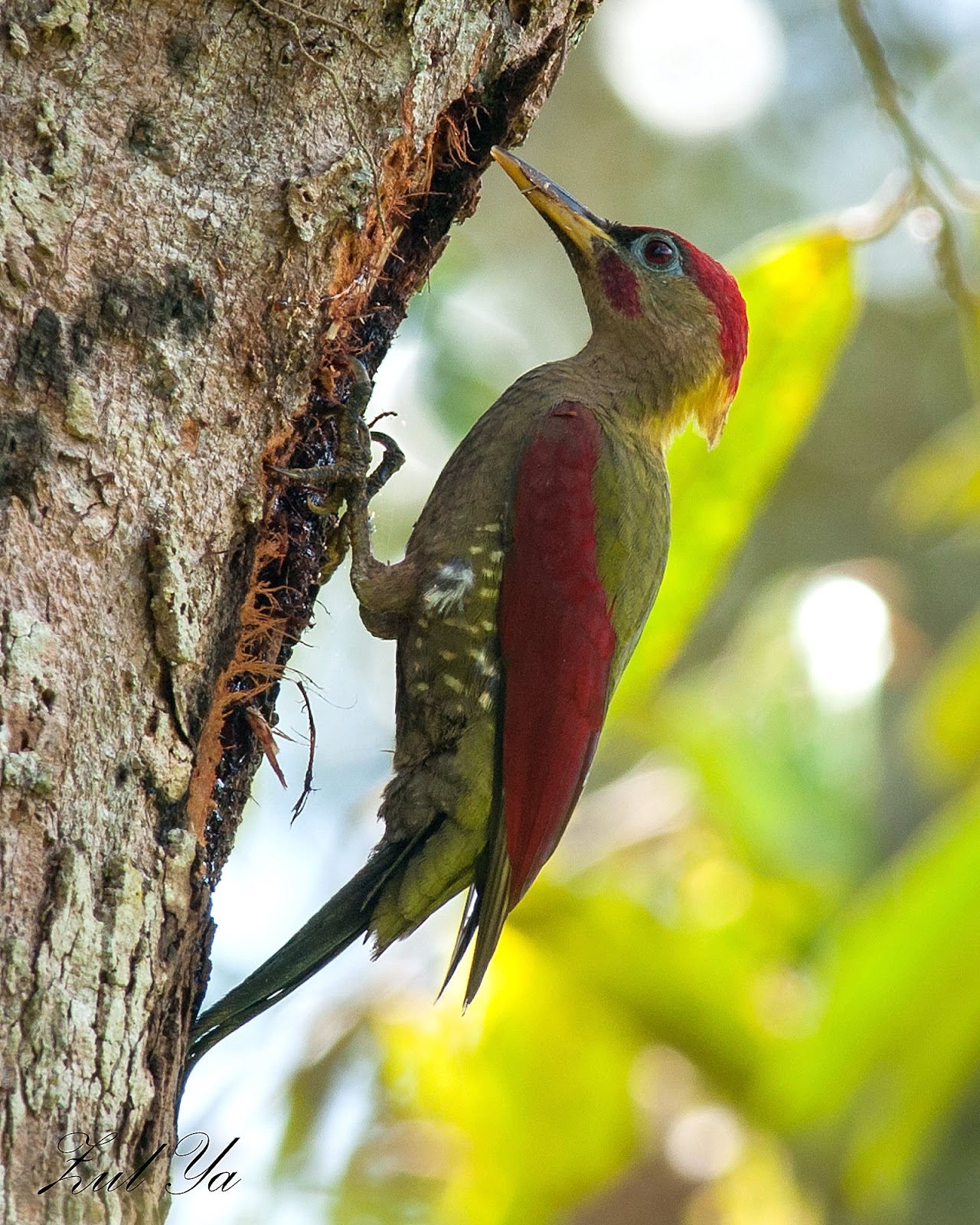 Zul Ya - Birds of Peninsular Malaysia: Crimson Winged Woodpecker