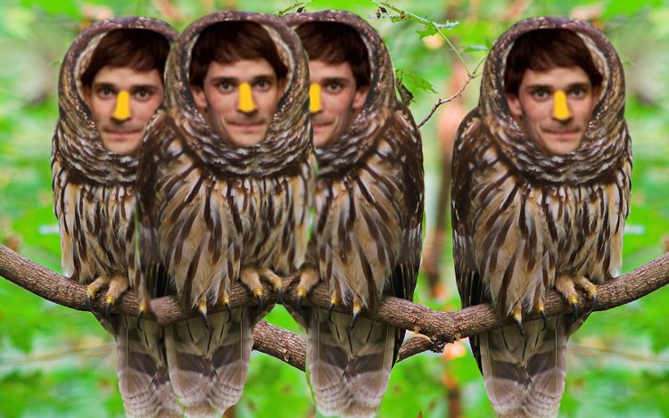James is an owl. : r/TotallyAwesomeOwls
