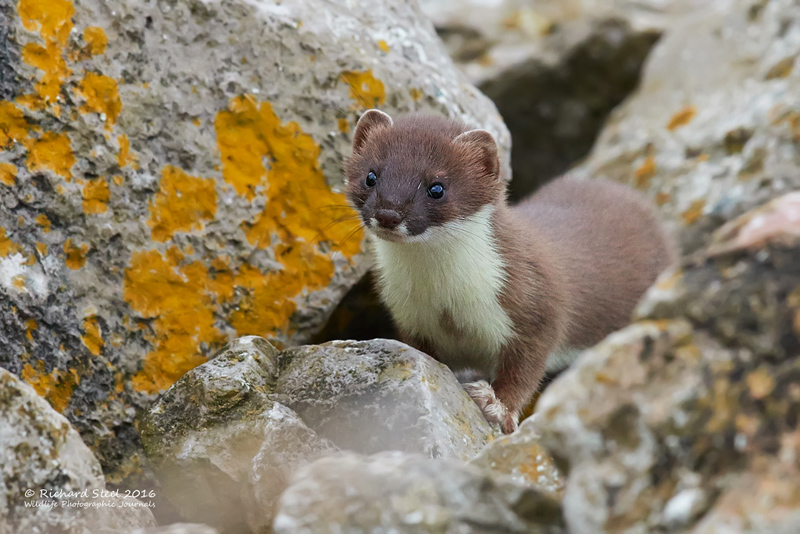 Wildlife Photographic Journals: A Morning with Stoats