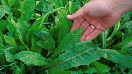 7 Benefícios Do Almeirão Para Sua Saúde