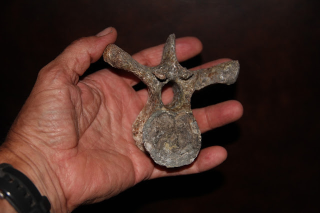 The Kansas Outback: Fossils--sixth in a series of the eight natural ...