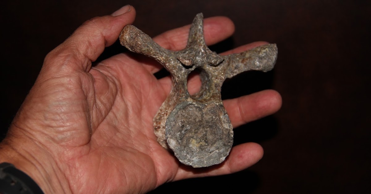 The Kansas Outback: Fossils--sixth in a series of the eight natural ...