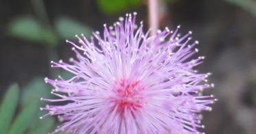 නිදිකුම්බා [Nidikumba] (Mimosa pudica) ~ අපේ ඔසුපැළ Medicinal Plants of ...