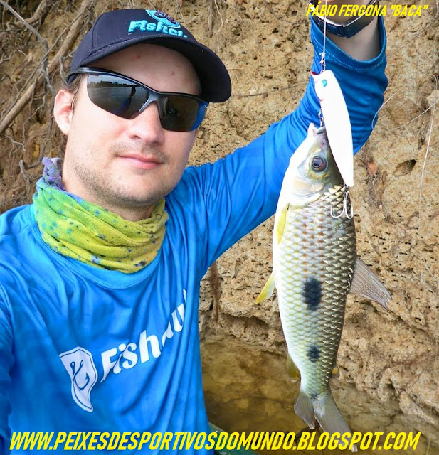 PEIXES DESPORTIVOS DO MUNDO: O PIAU TRÊS PINTAS - Leporinus friderici ...