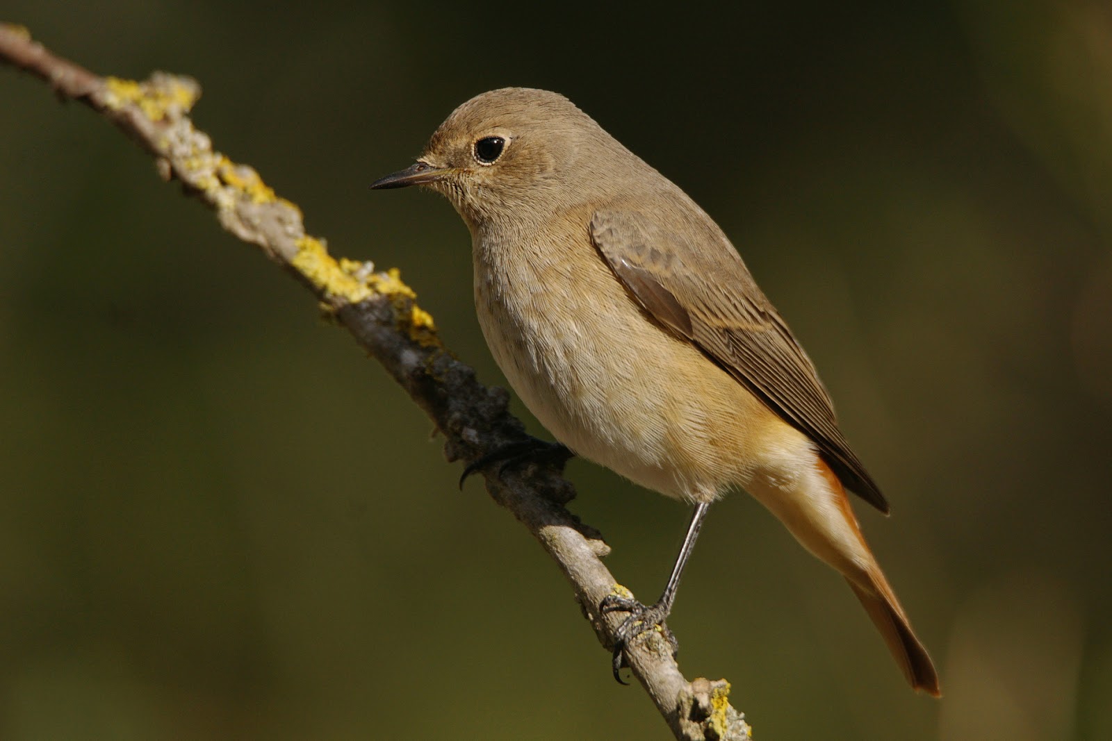Pasión por las aves: Colirrojo real.(Phoenicurus phoenicurus)