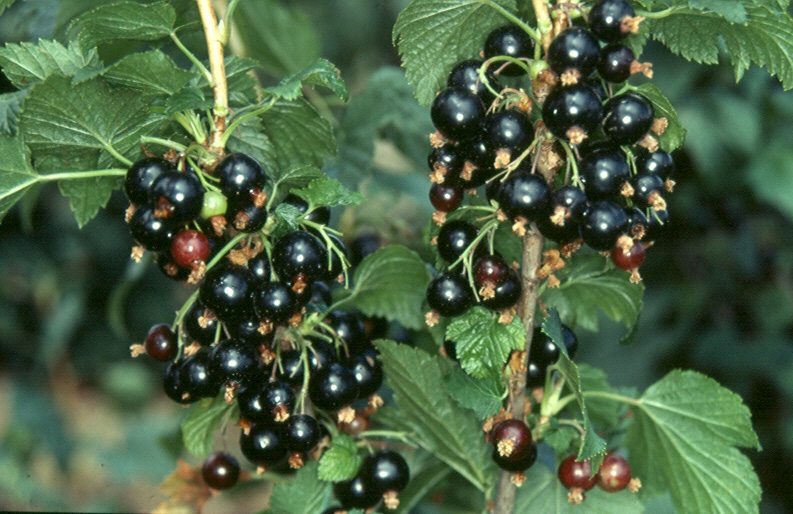 HOW TO GROW BLACKCURRANTS |The Garden of Eaden