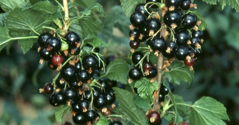HOW TO GROW BLACKCURRANTS |The Garden of Eaden