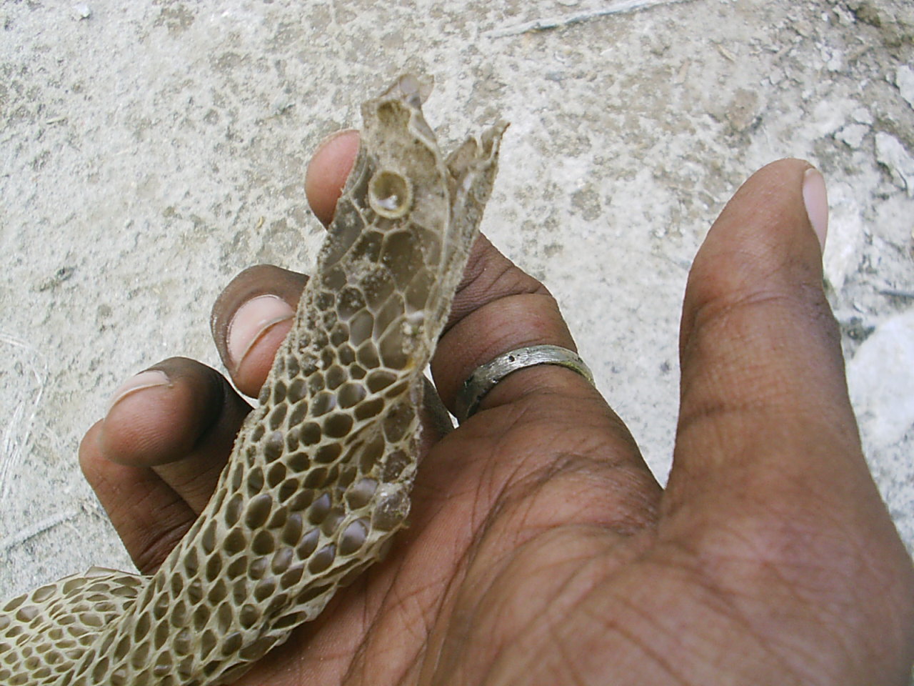 Dawat e Rohaniat ~*~ دعوتِ روحانیت: Black Snake Talismans
