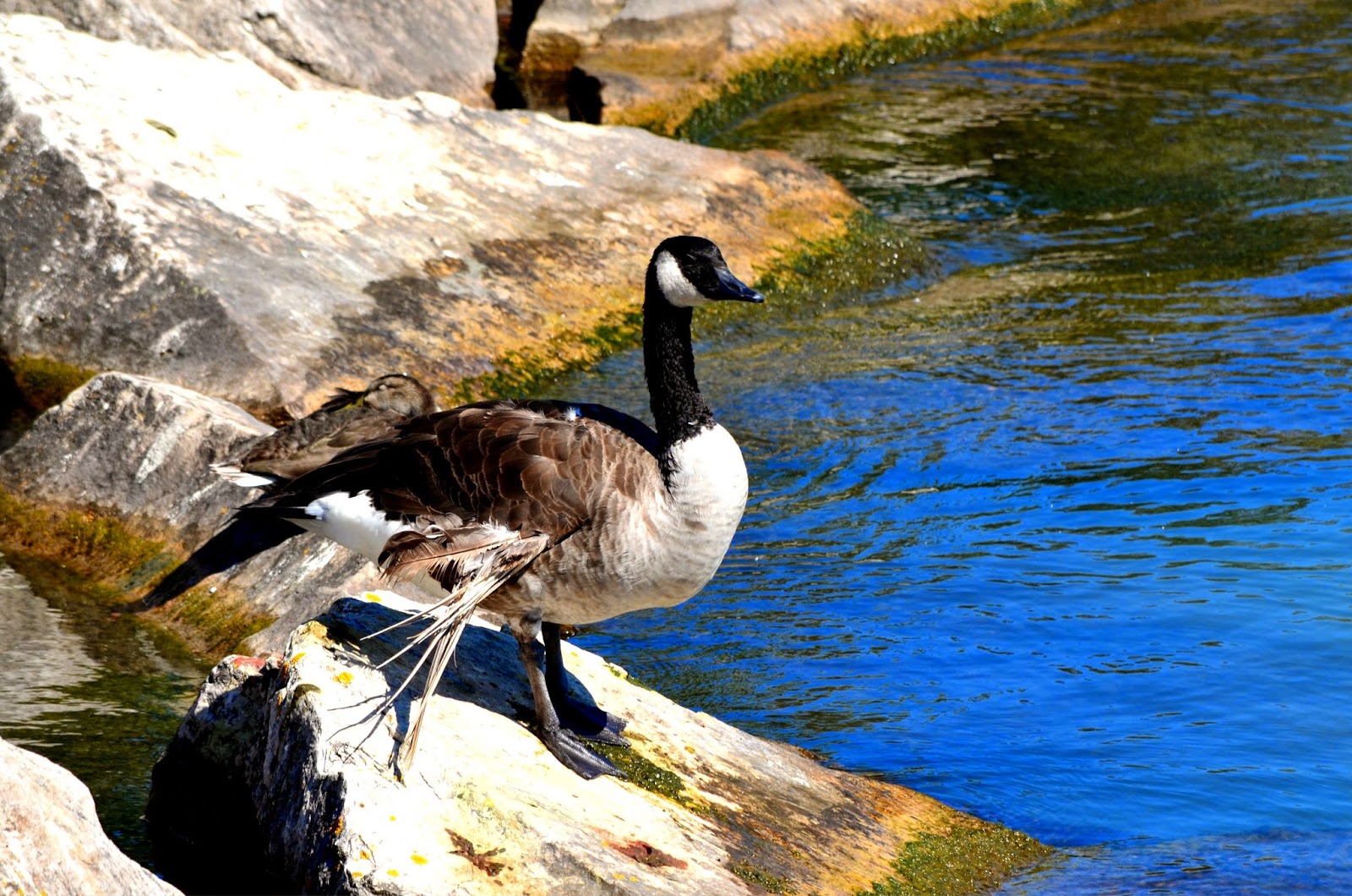 A Country Gal's Domestic Journey