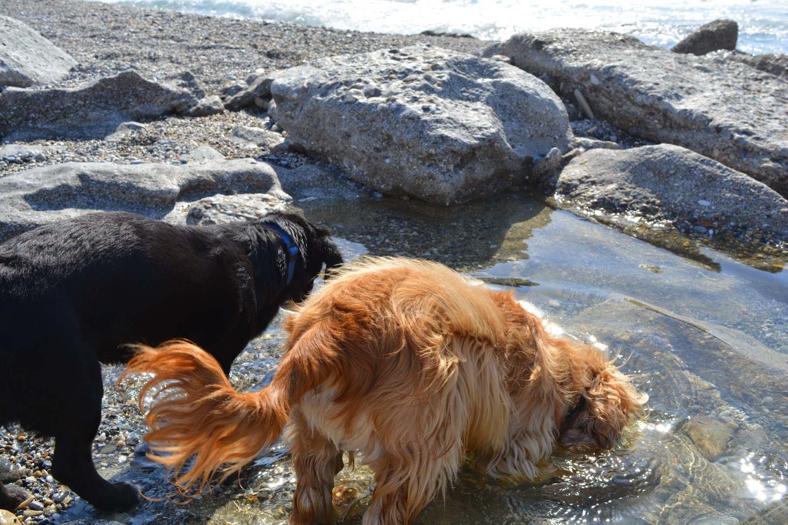 This is my Life: DIVER DOG