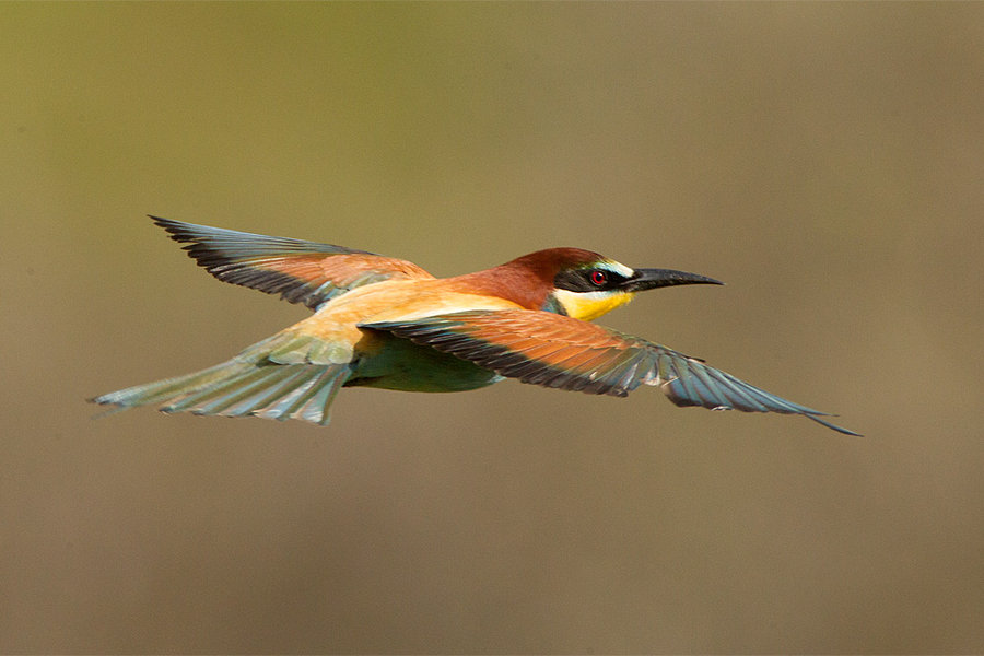 Just Fledged: 22/06/2015 Bee-eaters x10 Littledene near Lewes, East Sussex