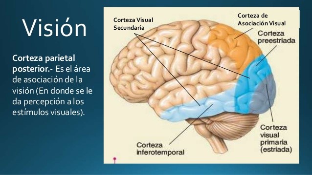 Mecanismos de la percepción, la conciencia y la atención: 2015