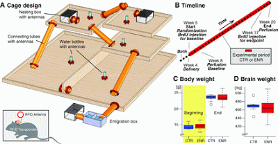 The Mermaid's Tale: Of mice and men: Genes, environment, and whatever