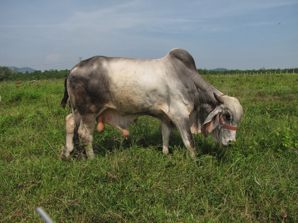 Laka Temin Silaj Sdn Bhd: Produk kami