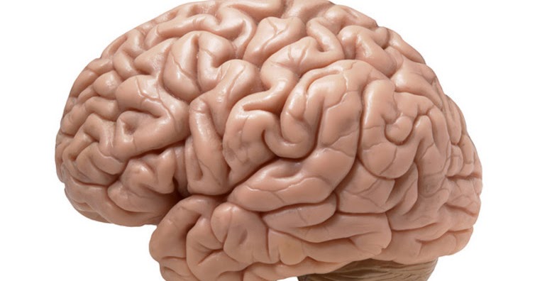 The shape of your brain is linked to the shape your personality, study ...